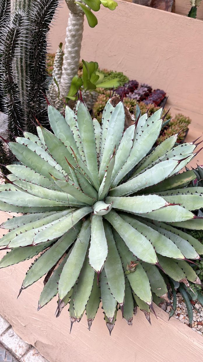 【詩與植物】 詩、時令、好多肉 | 蕃新聞